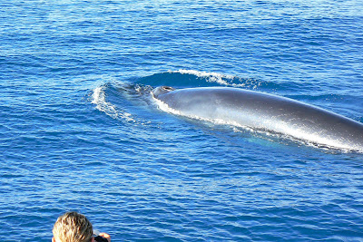 Cetáceos de las Islas Canarias: Rorcual Tropical ó Rorcual de Bryde ...
