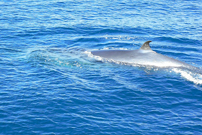 Cetáceos de las Islas Canarias: Rorcual Tropical ó Rorcual de Bryde ...