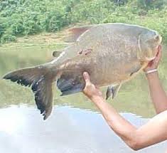 GAMITANA, CACHAMA O TAMBAQUI FRITO