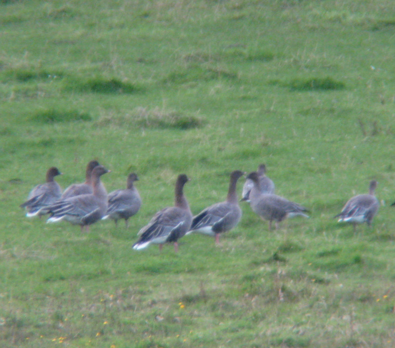 Daf's Orkney birding: Pink footed geese