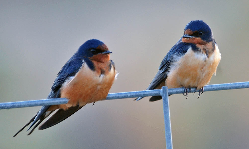 Wyoming Photos: Barn Swallows