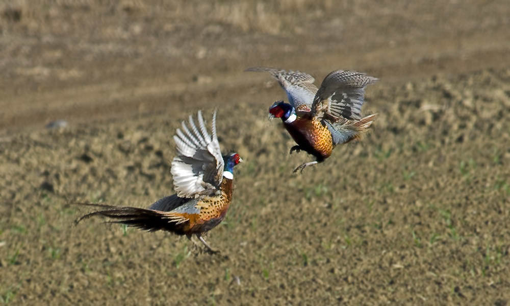 Wyoming Photos: Scuffling pheasants