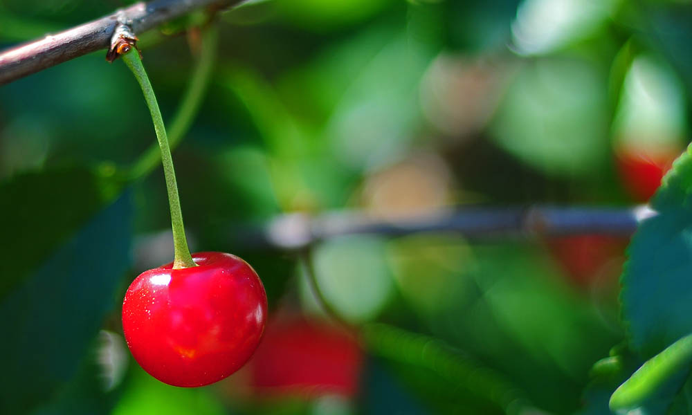 Wyoming Photos: Cherry season