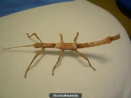 Todo sobre Mascotas... WORDALLFE: Insectos palo