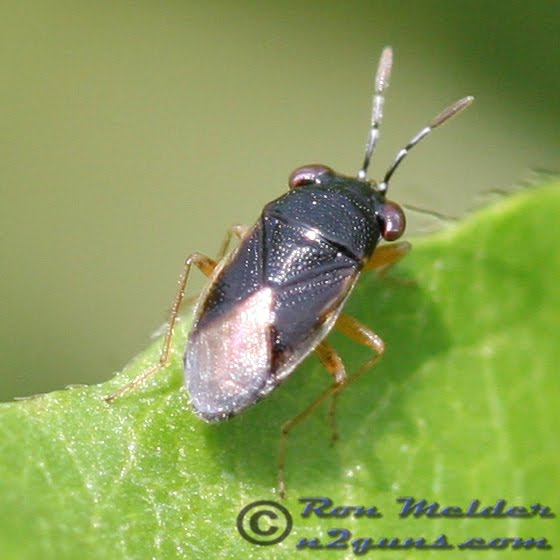 Insects Galore!: Big Eyed Bug - Geocoris ugilinosus