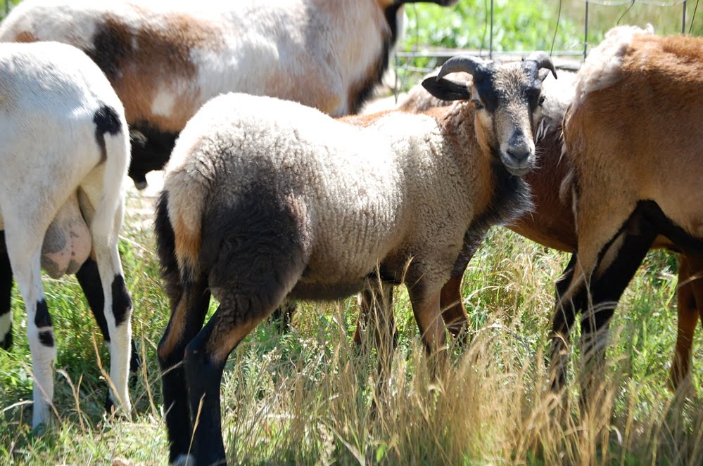 My Life as a Ranch Girl: Sheep for sale