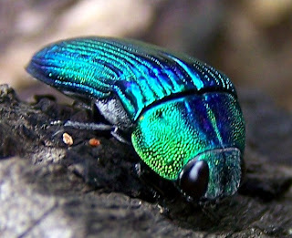 South African Photographs: Glittering Jewel Beetle (Acmaeodera ...