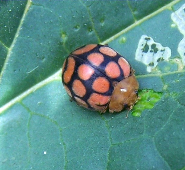 South African Photographs: Ladybug - Ladybird Coccinellidae