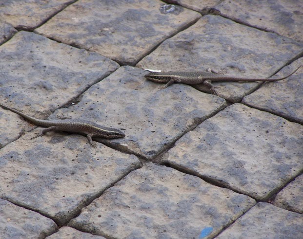 South African Photographs: Lizard mating dance - Speckled Rock Skink ...