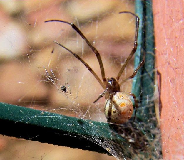 South African Photographs: Black / Brown Widow (Button) Spider