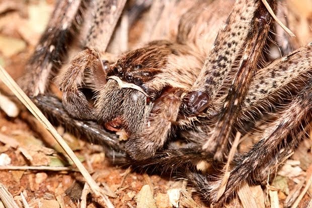 South African Photographs Wolf Spider