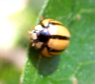 South African Photographs: Interesting facts about Ladybugs - Part 1