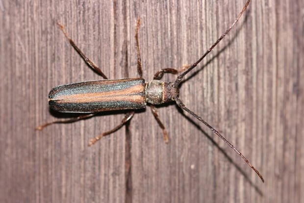 South African Photographs: Large Brown Longhorn Beetle (Macrotoma ...