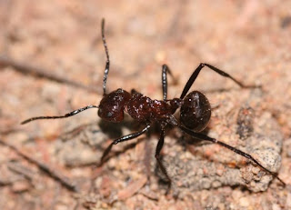 South African Photographs: Incredible long legs - Drop-tail Ants ...