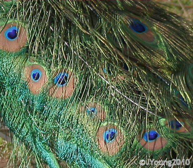 South African Photographs: Peacock