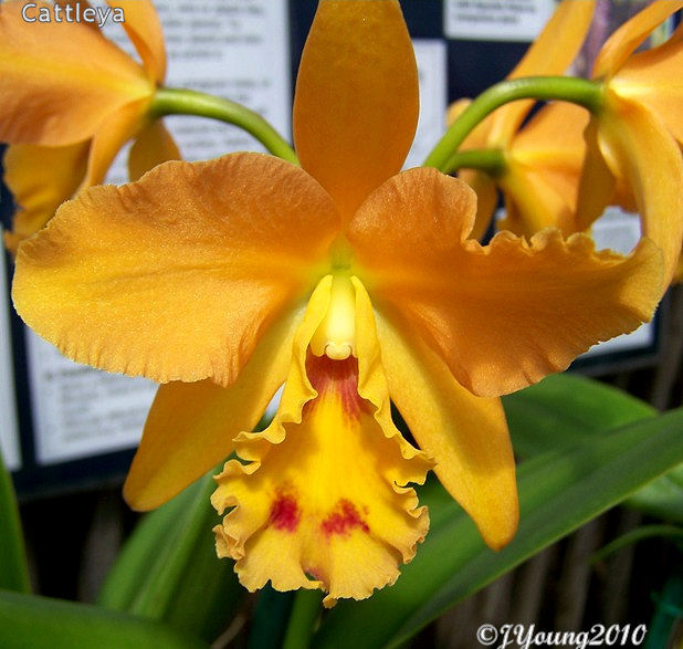 South African Photographs: Orchid Show - Part 3