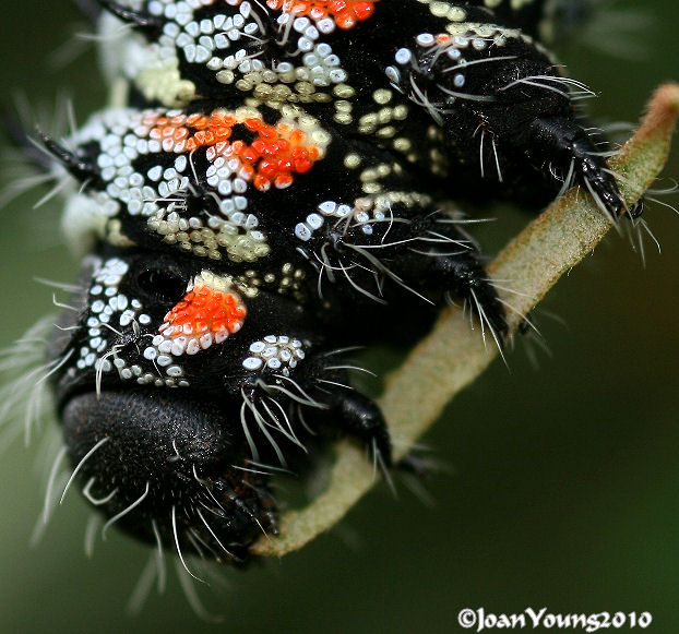 South African Photographs: Mopane Worms