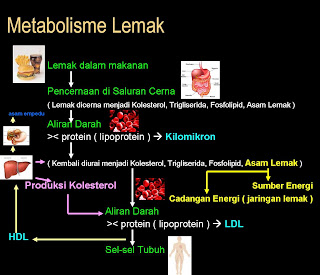 Metabolisme Lemak Dalam Tubuh
