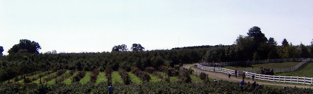 Wilde in the Kitchen: Apple cake with Brown Sugar Frosting