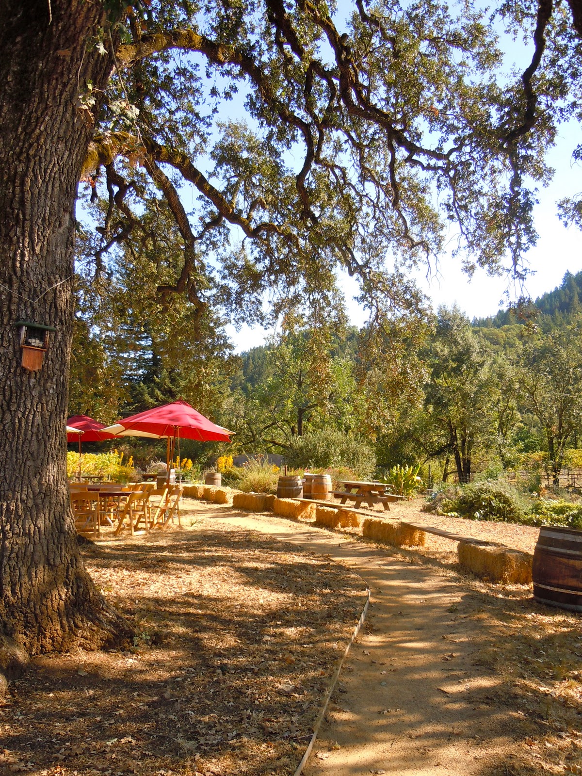 danielle abroad: exploring the west coast viticulture