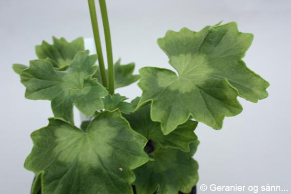 geranier: Vectis Snow