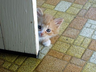 2 Fast 2 Furry: Stray Cat Poem by Francis Witham