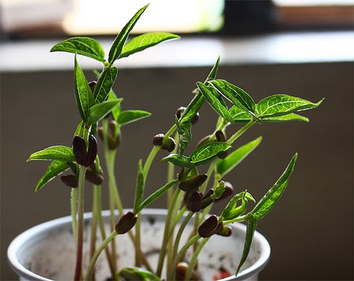 Extraordinary Life Of An Xtraordinarymom: Little Green Thumb