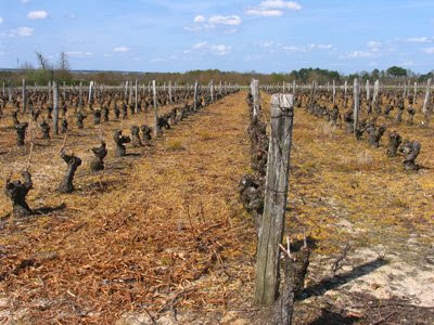 Jim's Loire: The dead vineyards of Touraine