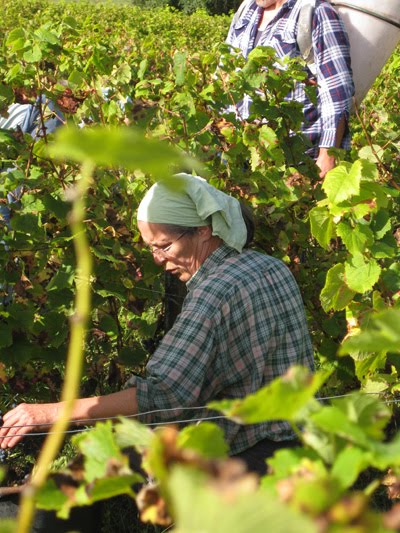 Jim's Loire: 2010 vintage: Clos Roche Blanche starts