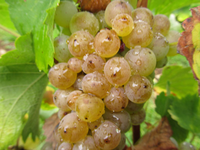 Jim's Loire: 2010 in Sancerre (continued): Florian Mollet