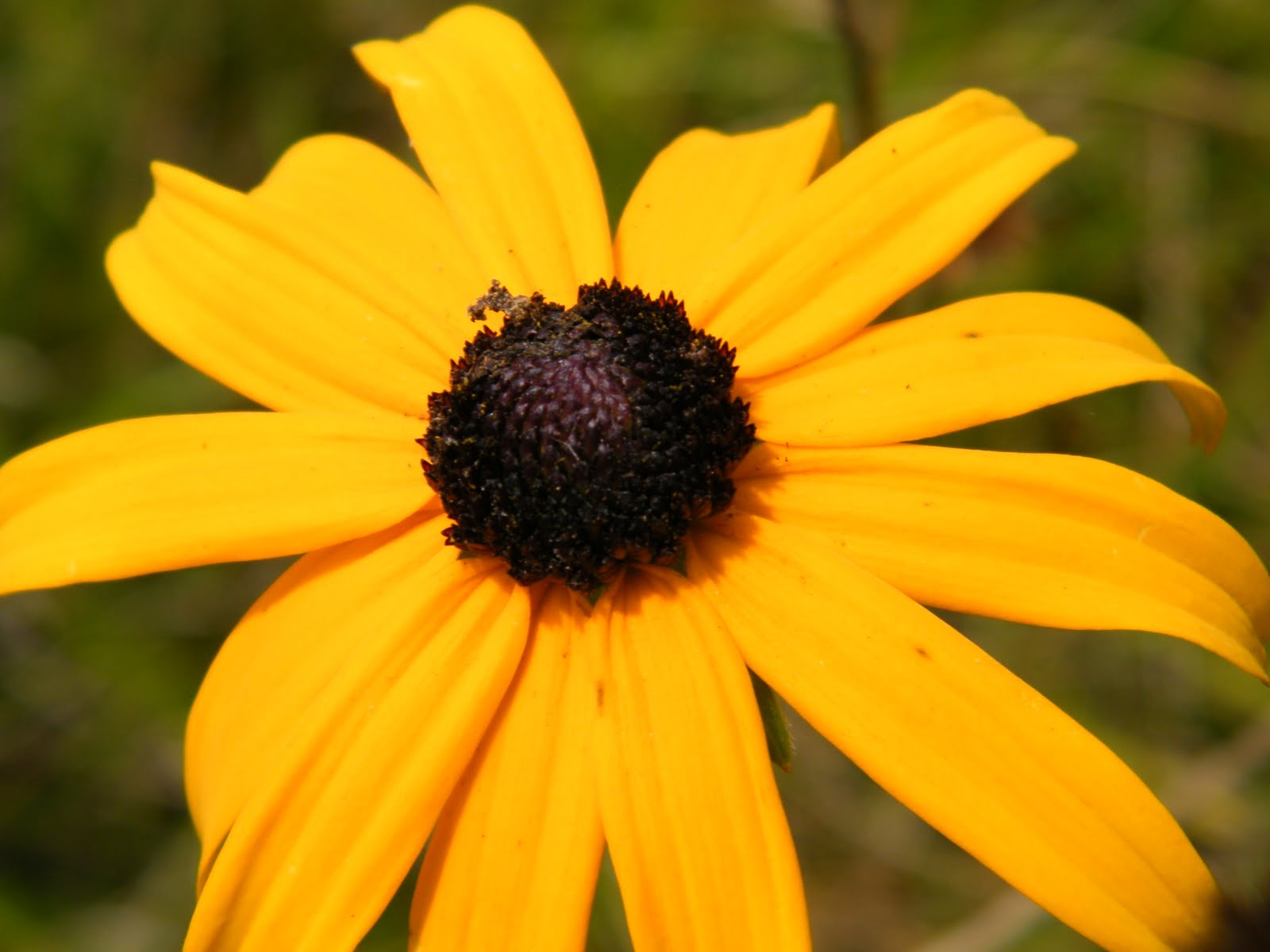 Summer as a Bio Technician: Wildflowers of the Midwest, Part Two!!