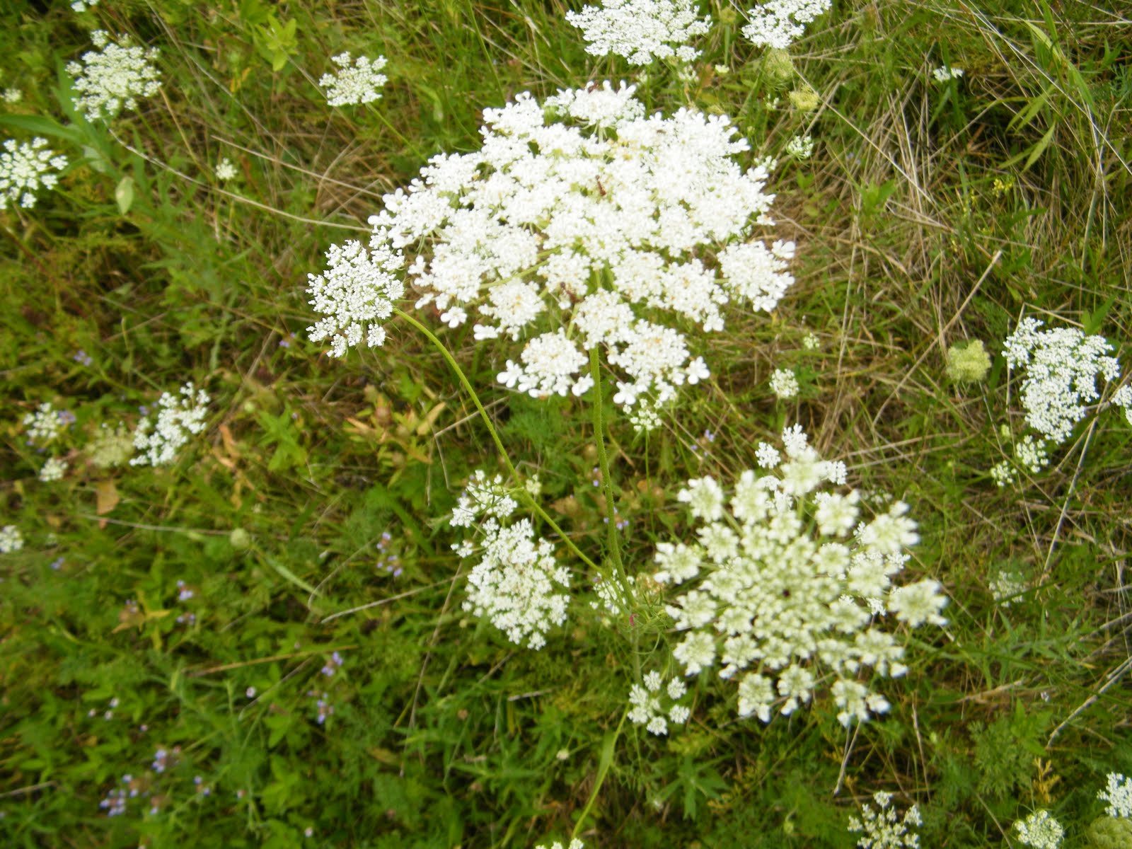 Summer as a Bio Technician: Wildflowers of the Midwest, Part Two!!