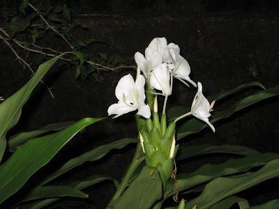 Life is Priceless: Sontakka - White butterfly ginger lily