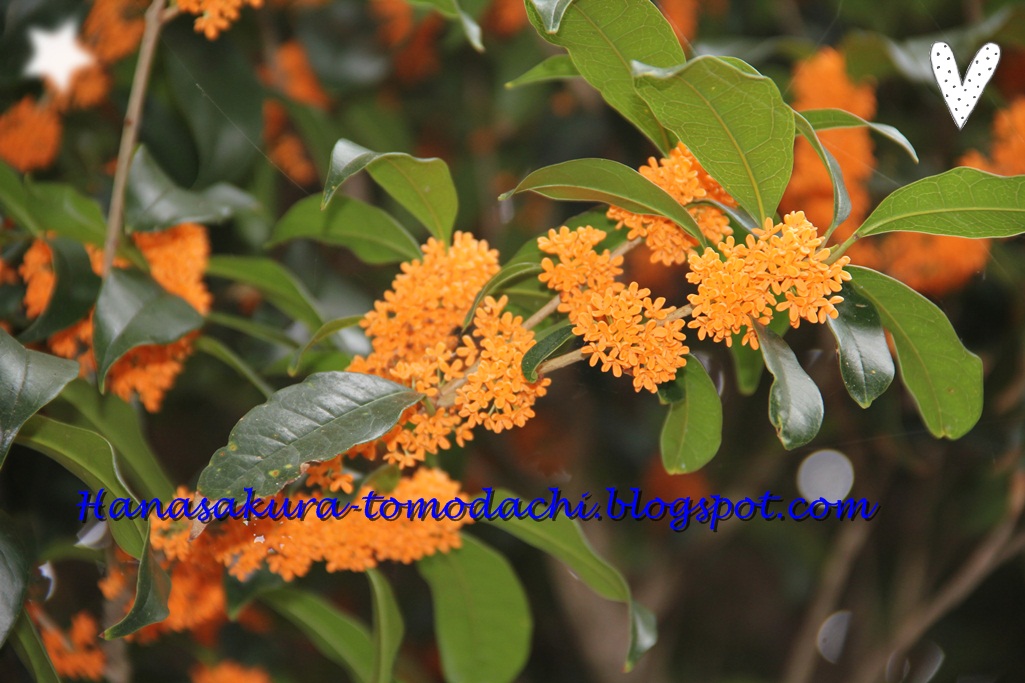 Hana Sakura: Kinmokusei di awal autumn...