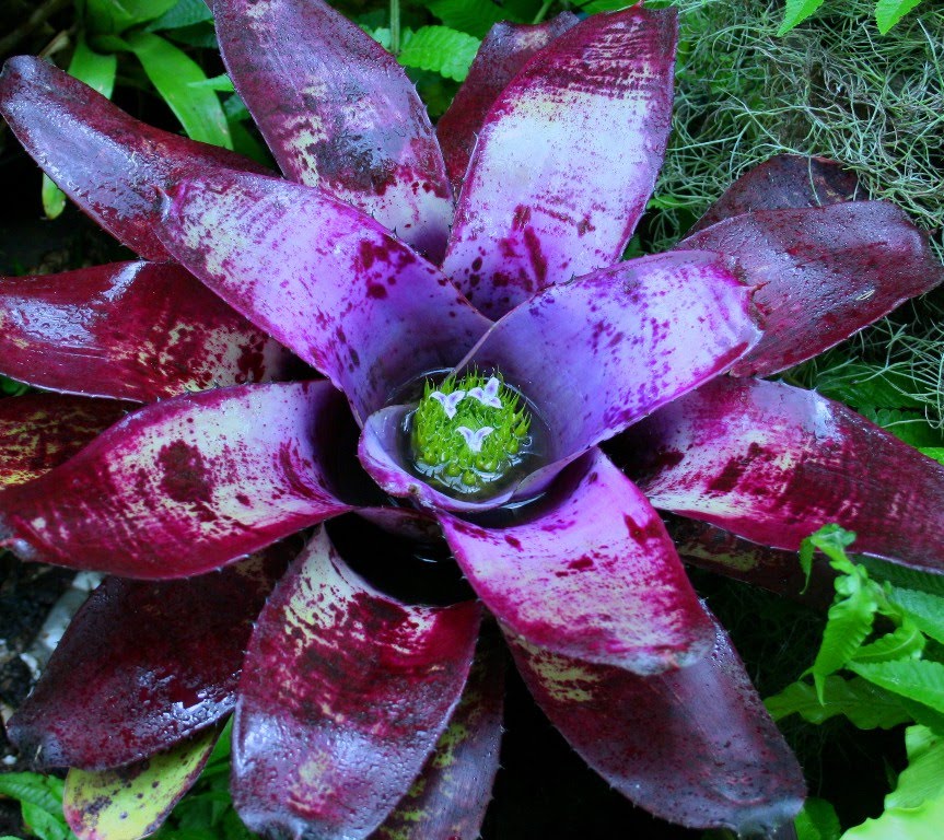 Bromeliads "My Collection": Bromeliads,A Growing Obsession