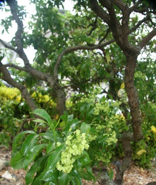 50 Trees for Hawaii's 50 Years: `A`ALI`I at Liliuokalani Botanical Garden