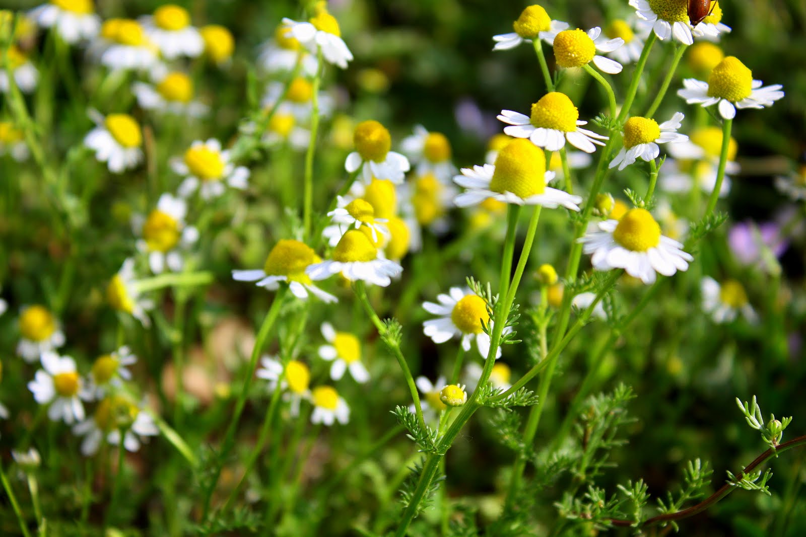 Desene cu lumina: Musetel