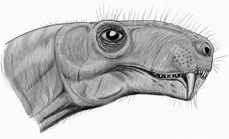 Hronoblog: 299-251 млн лет назад. Пермский период. Жизнь.(Продолжение1)