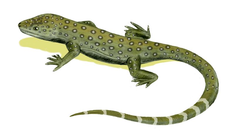 Hronoblog: 251-199.6 млн лет назад.Триасовый период.Жизнь 8.