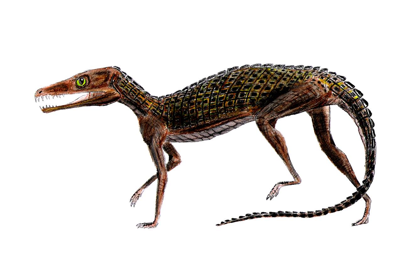 Hronoblog: 251-199.6 млн лет назад.Триасовый период.Жизнь 2.