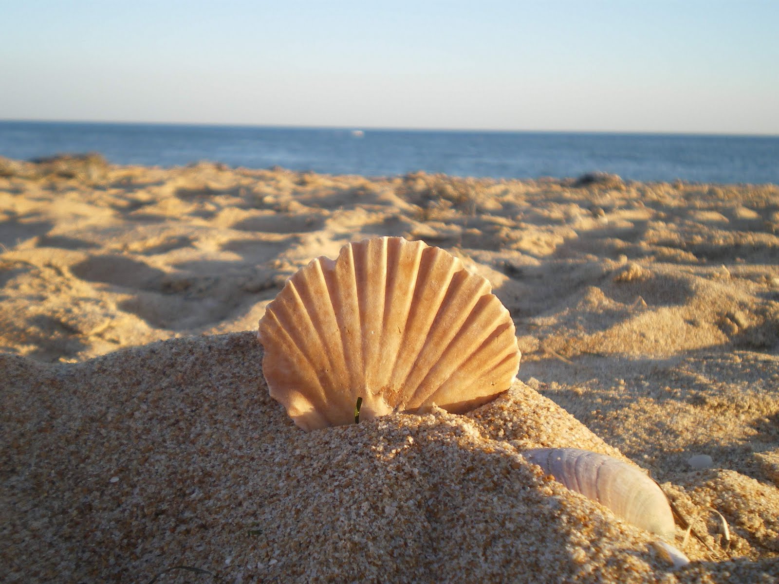 querida fofa: Conchas
