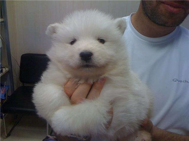 Perro samoyedo bebé - Imagui