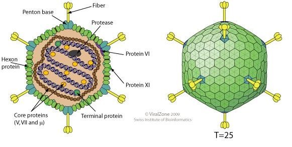 Adenovirus Classification Diversity And Structure Of Adenovirus