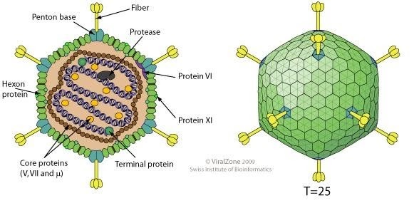 Adenovirus: CLASSIFICATION, DIVERSITY AND STRUCTURE OF ADENOVIRUS
