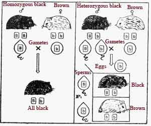 Test Cross - GeneticsStudy
