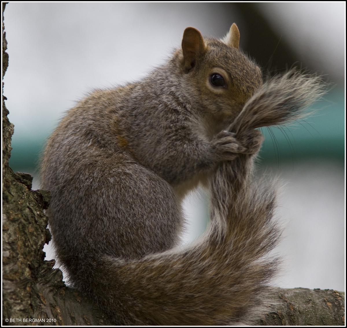 Cleaning: How To Clean A Squirrel