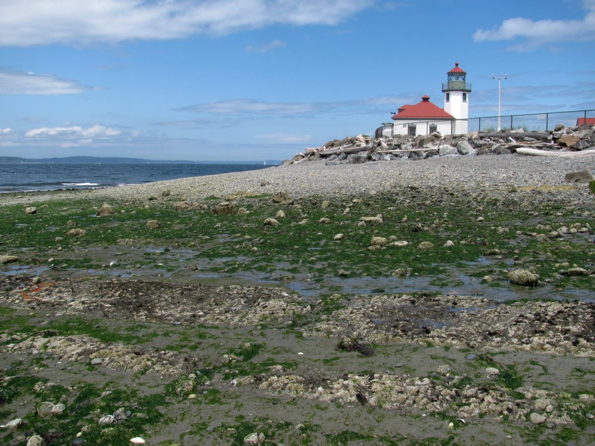 Gravel Beach: Alki Point
