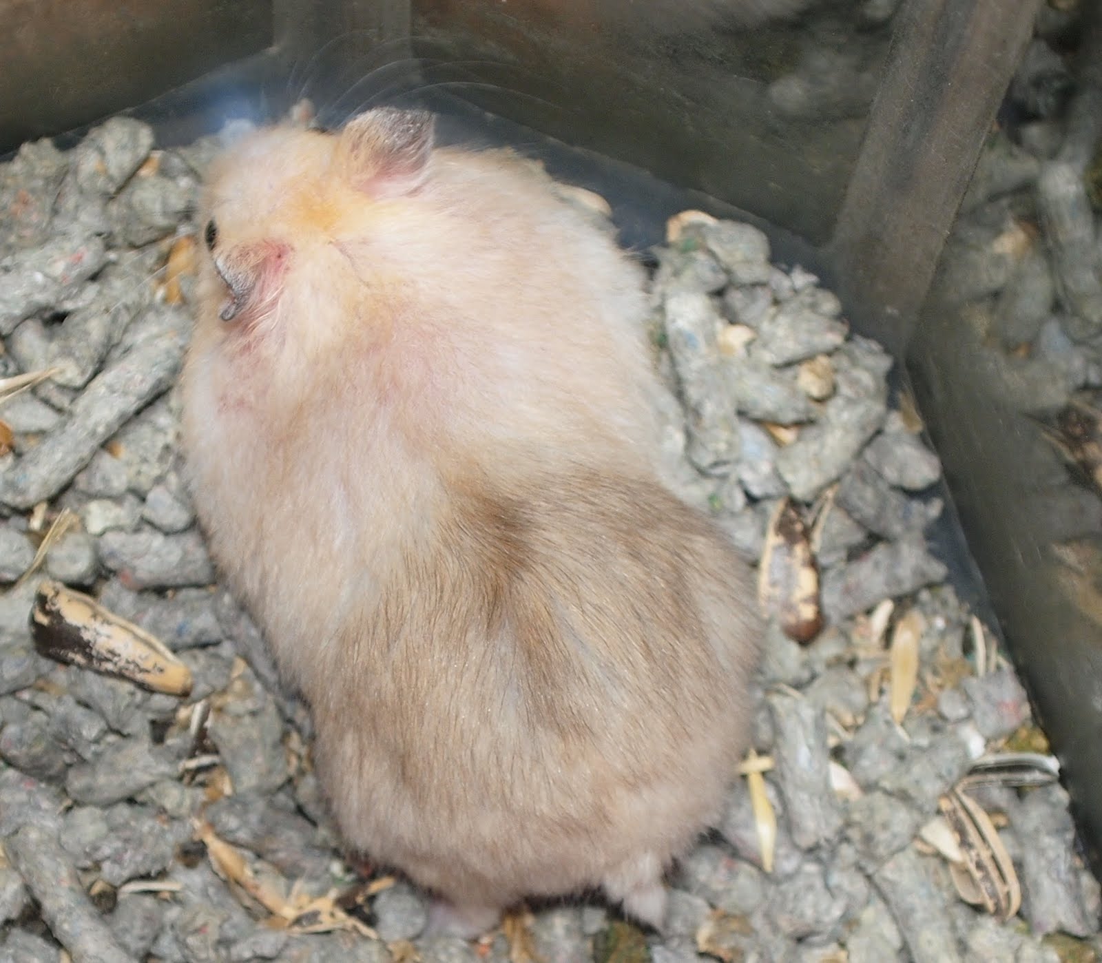 Sean's Mandarin/Pudding Blog: My Pudding Hamsters