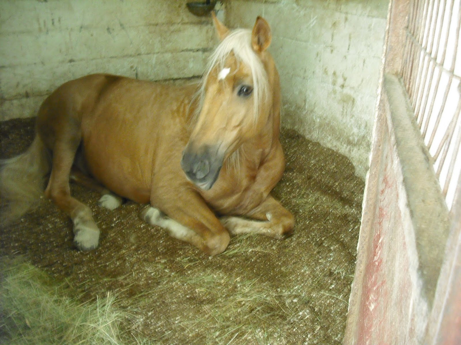 Guía básica del caballo: imágenes, enlaces e información.: Conceptos ...