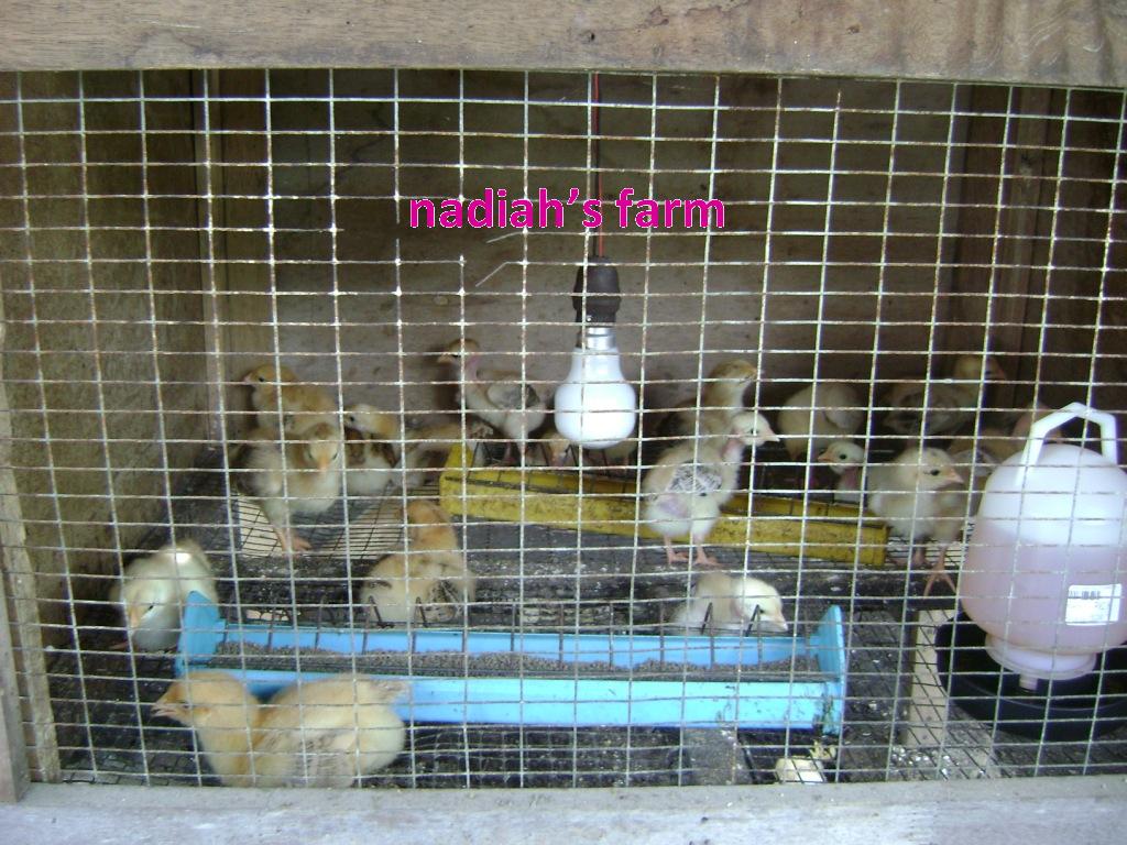 Nadiahs Little Farm: ayam gajah & ayam botak